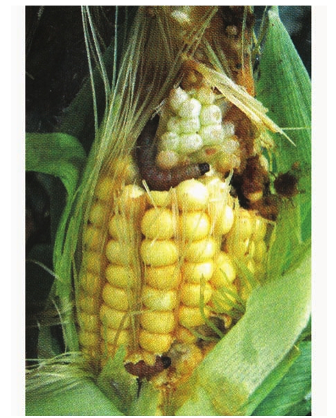 （二十三）桃蛀螟（Peach Pyralid，Peach Borer）_植保专题库