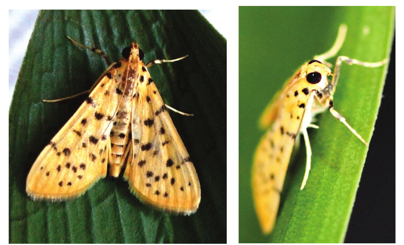 （二十三）桃蛀螟（Peach Pyralid，Peach Borer）_植保专题库