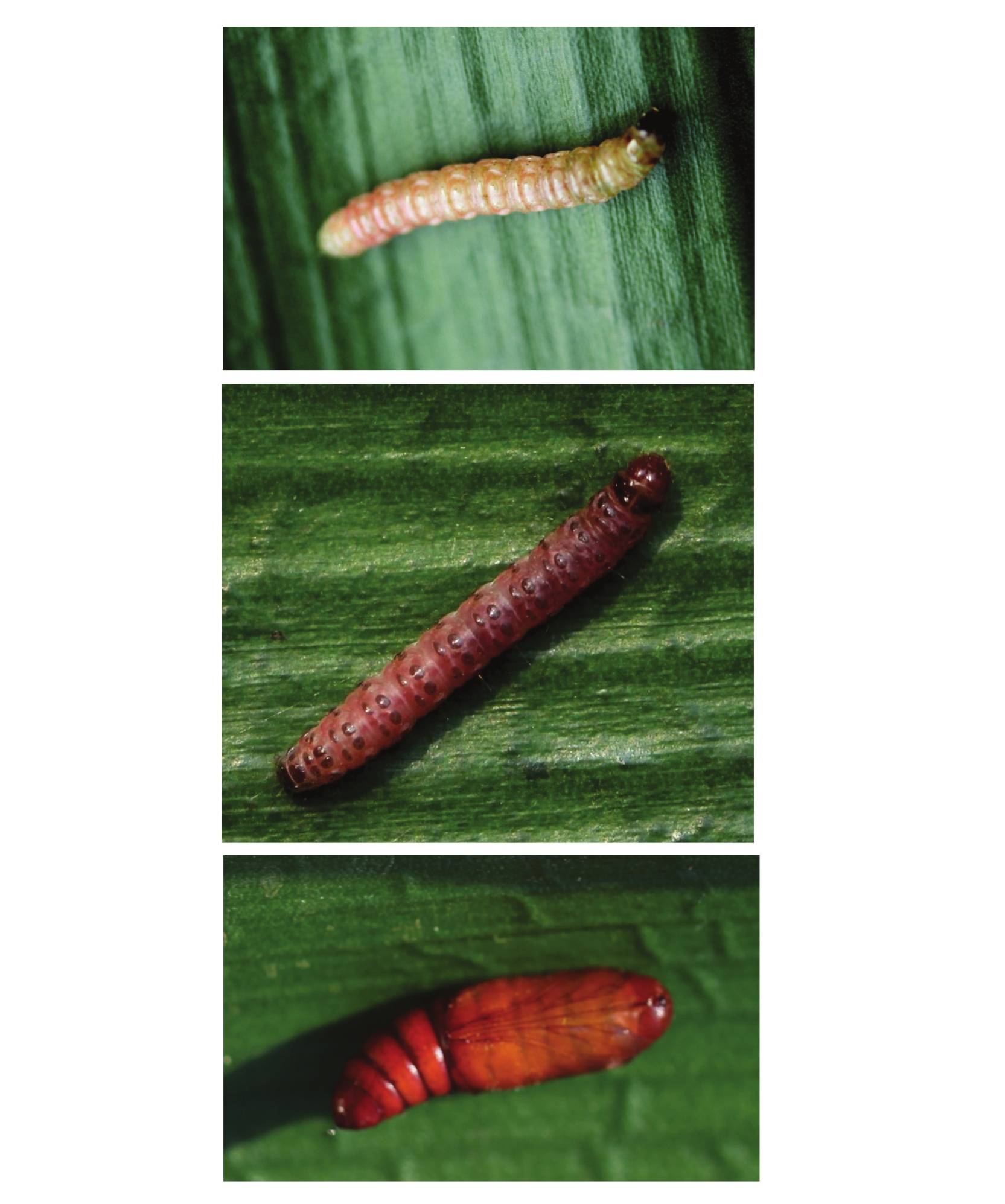 （二十三）桃蛀螟（Peach Pyralid，Peach Borer）_植保专题库