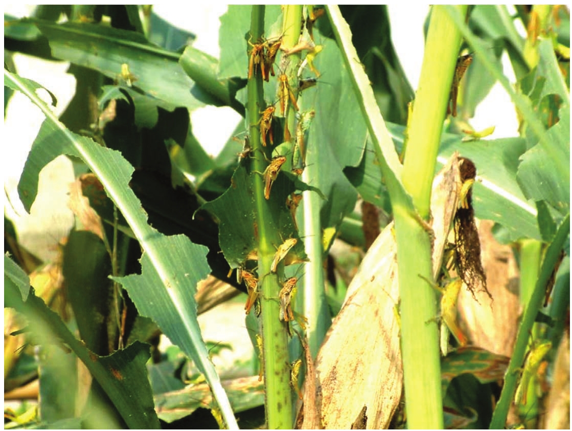 （三十二）东亚飞蝗（Oriental Migratory Locust）_植保专题库