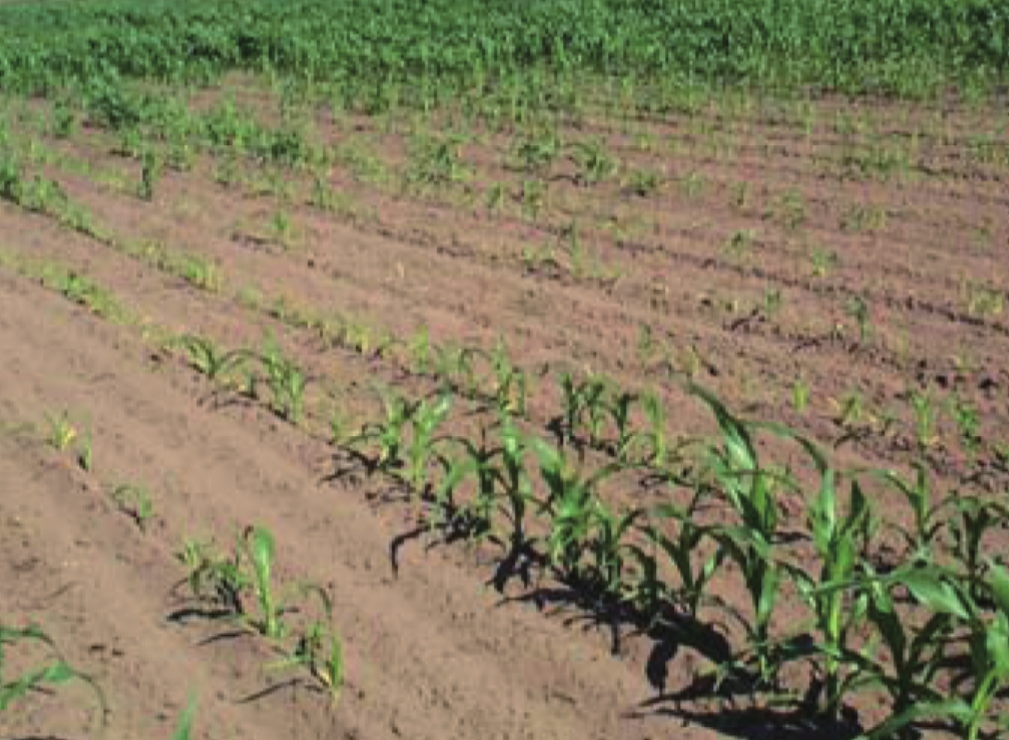 四、高粱线虫病害（Sorghum Diseases Caused by Nematodes）_植保专题库