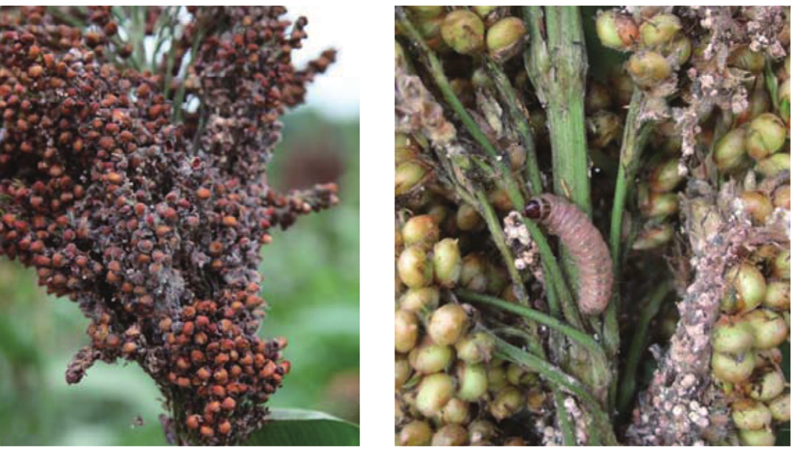 （二十三）桃蛀螟（Peach Pyralid，Peach Borer）_植保专题库