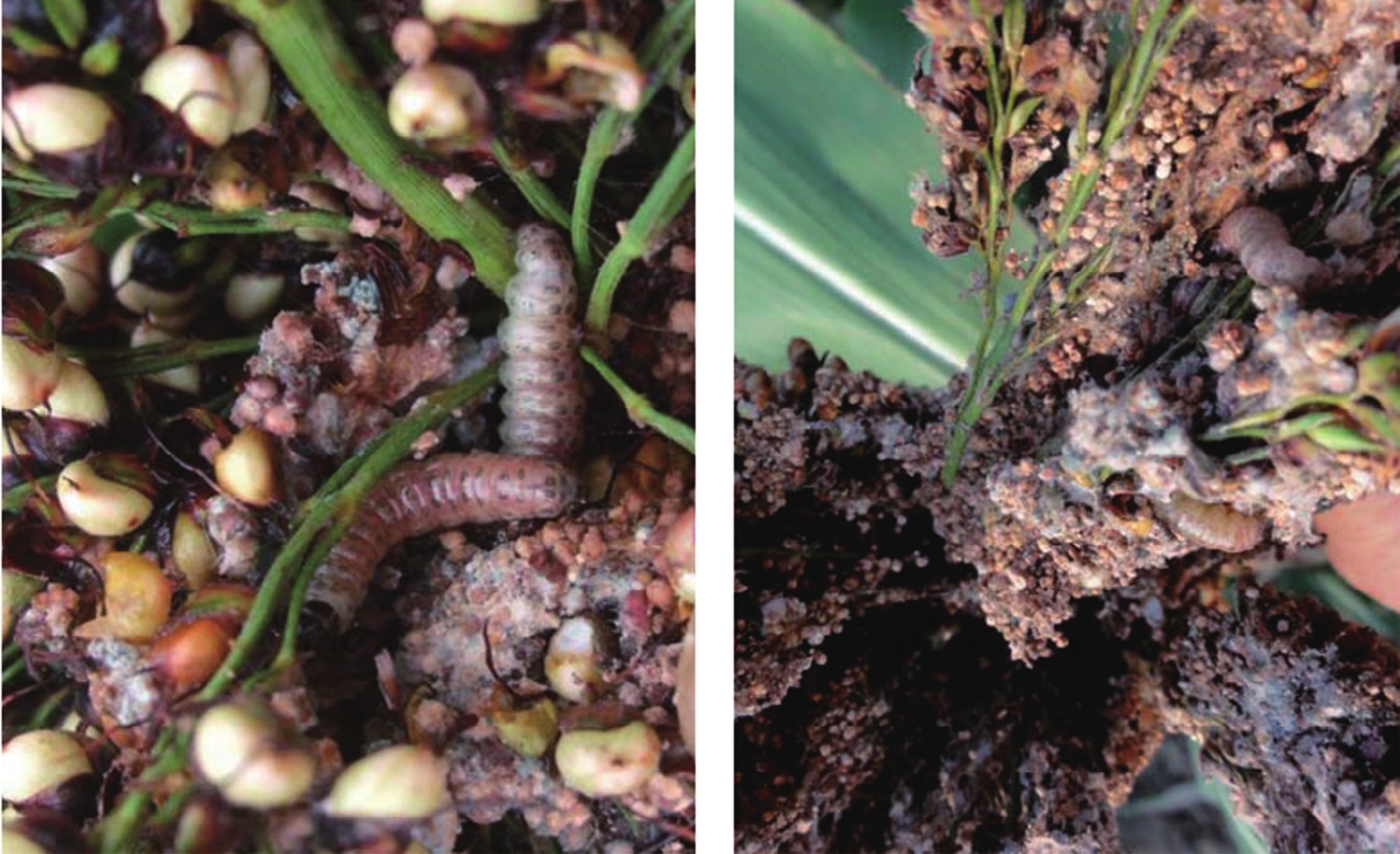 （二十三）桃蛀螟（Peach Pyralid，Peach Borer）_植保专题库