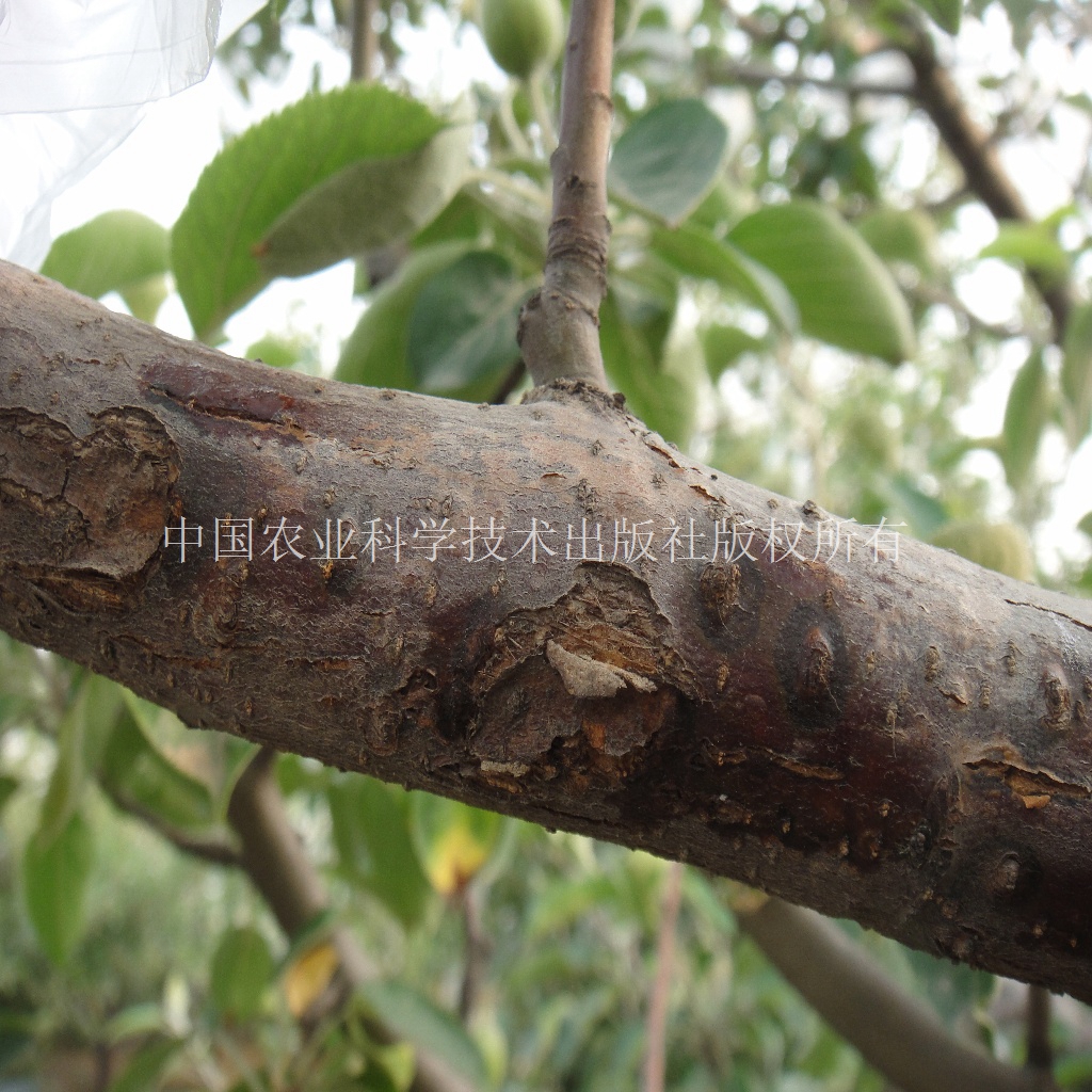 （二十三）桃蛀螟（Peach Pyralid，Peach Borer）_植保专题库